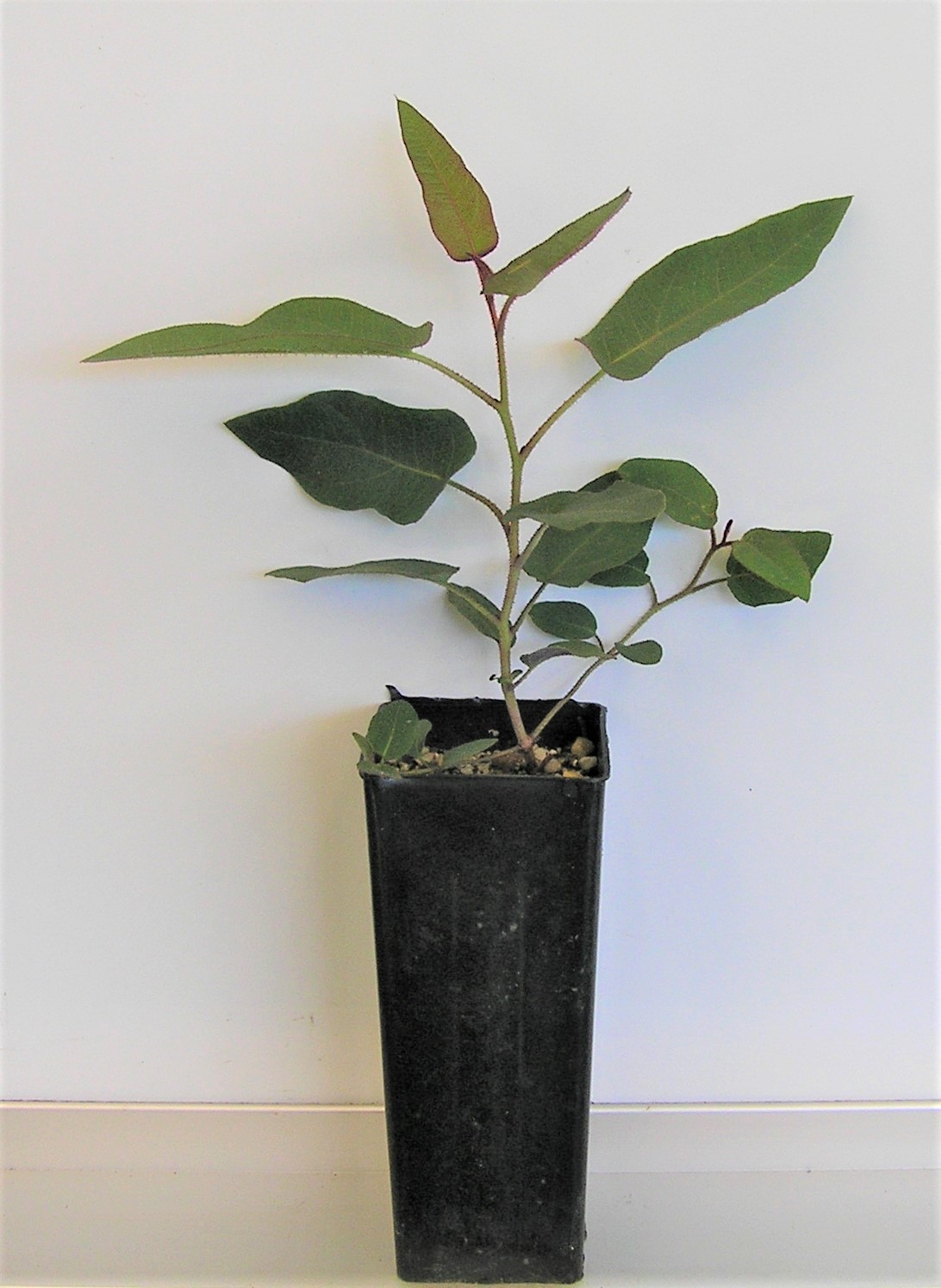 Spotted Gum: Timber with Strength & Durability for Outdoors - StraBe